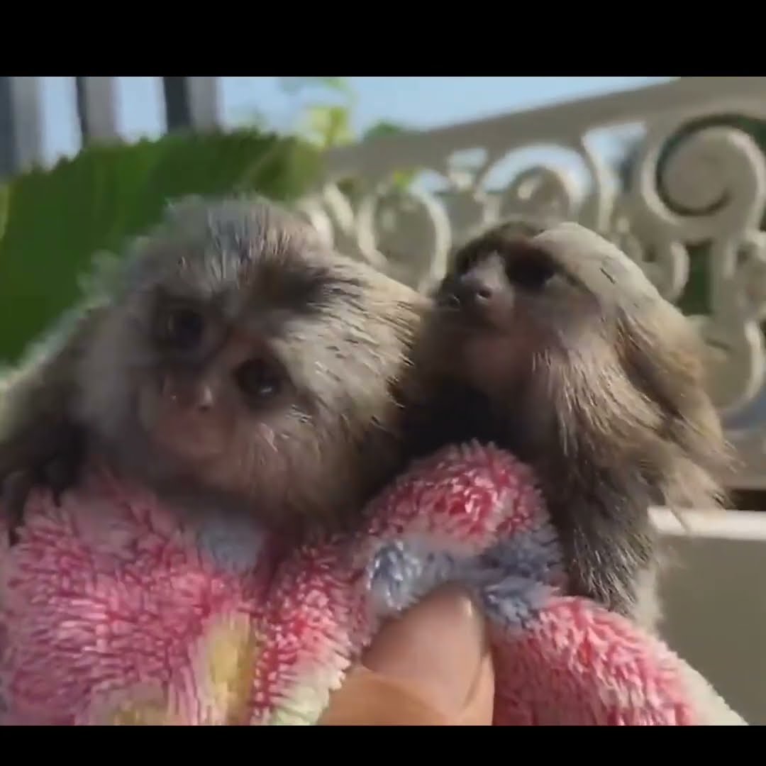 Duniya ka sabse chota monkey #facts #gorakhpur #amazingfacts # ...