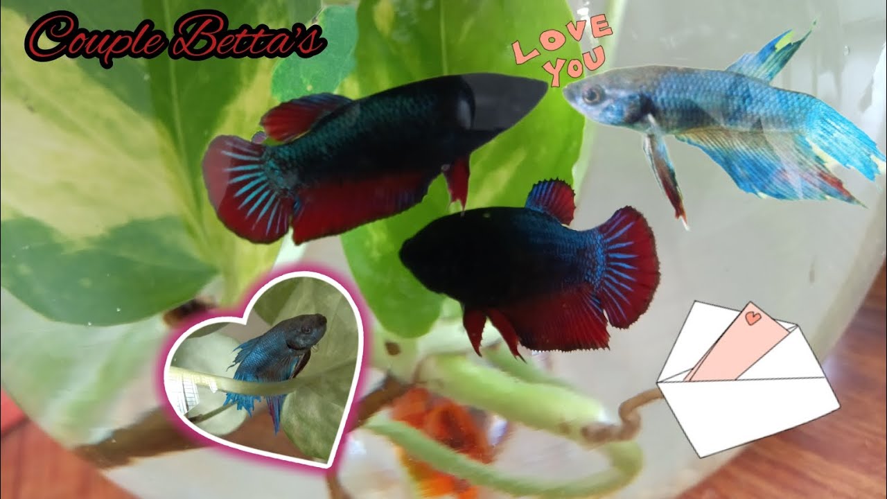 Male vs Female Betta fish | Let's setup Betta fish breeding # ...