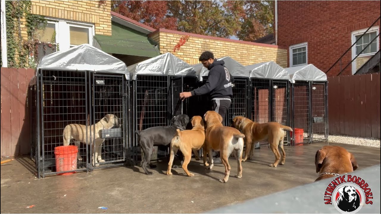 How we feed all of our Boerboels - YouTube