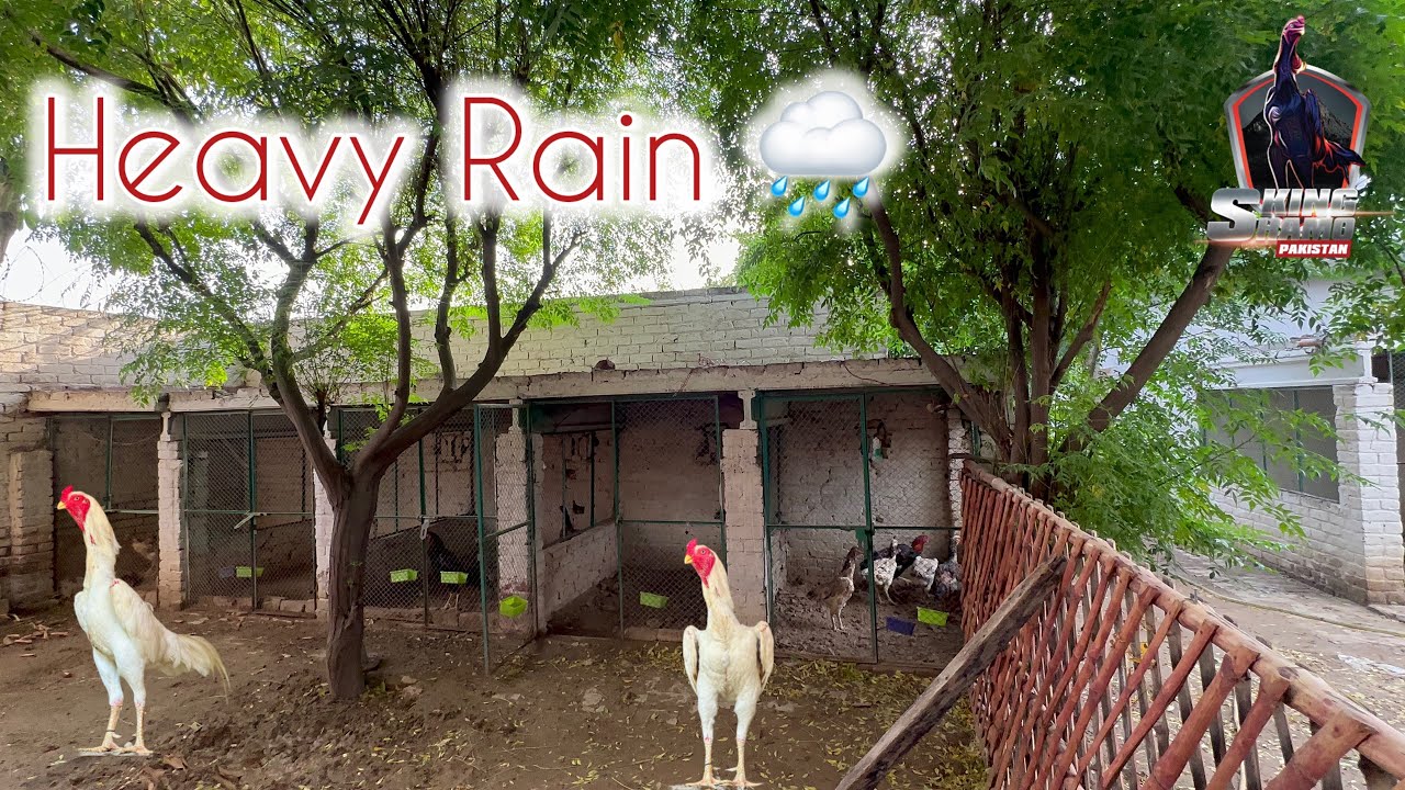 Shamo Farm After Heavy Rain 🌧️ - YouTube