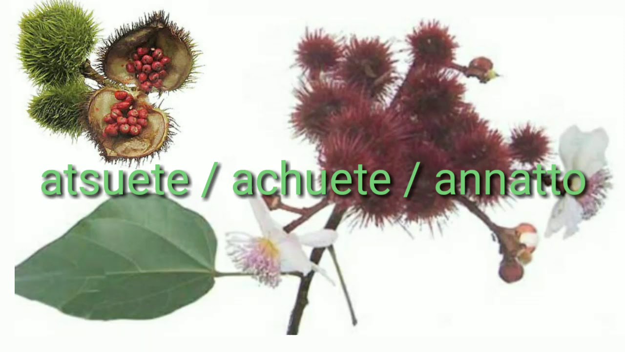 Atsuete/achuete : harvesting and cleaning process in old way - YouTube