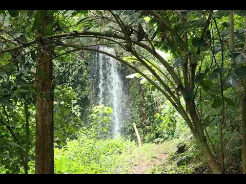 Tigoni Day Hike & Waterfalls Chase Tour (Beginners & Kids friendly ...