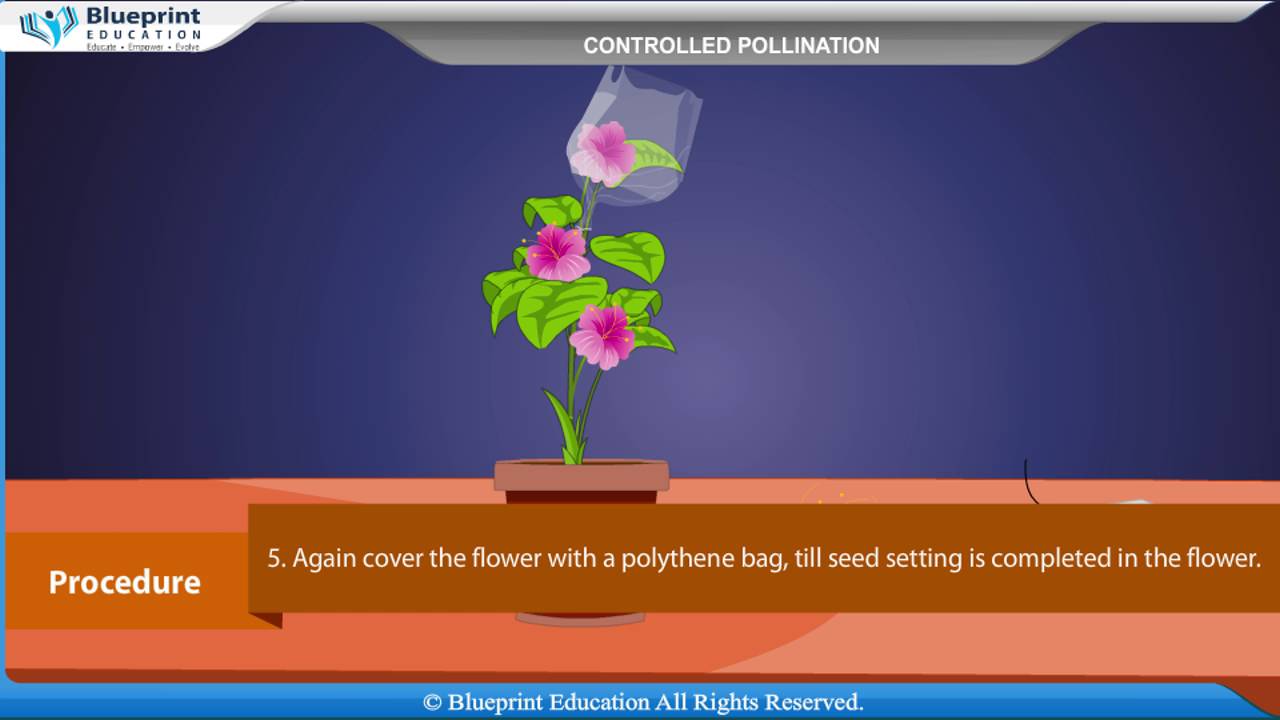 Controlled Pollination - YouTube
