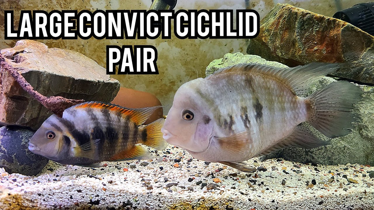 Large Convict Cichlid Pair Aquarium - YouTube