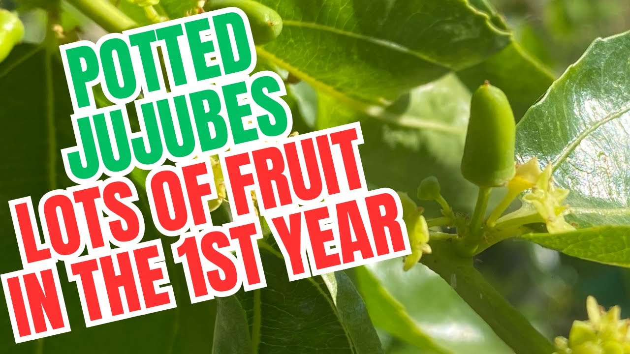 Growing jujubes: easy and productive! - YouTube