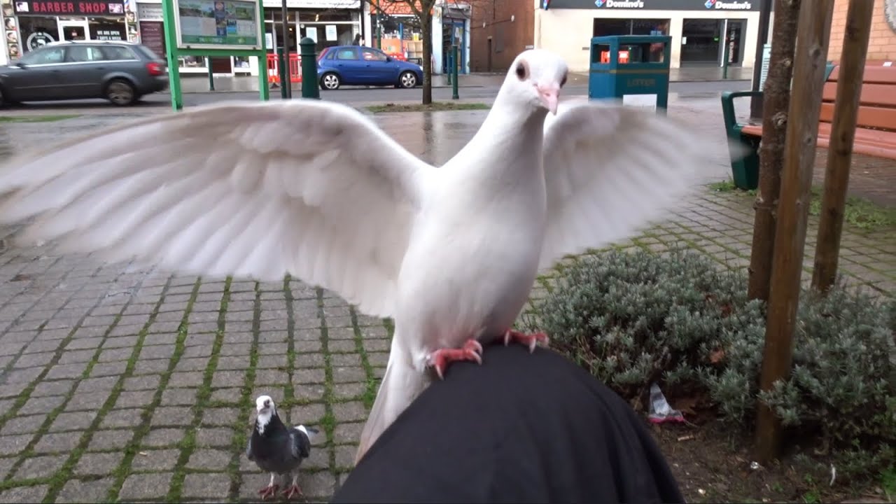 Pigeon Nut Explosion - YouTube