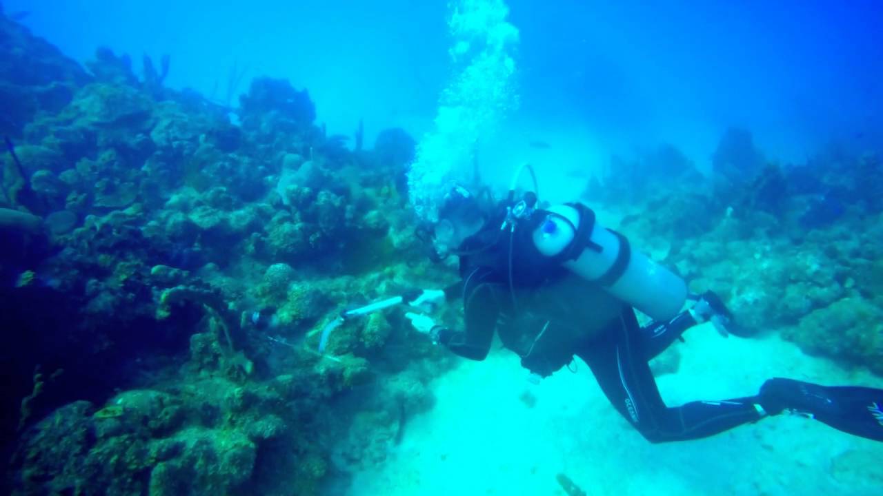 Diving St Croix, US Virgin Islands - YouTube