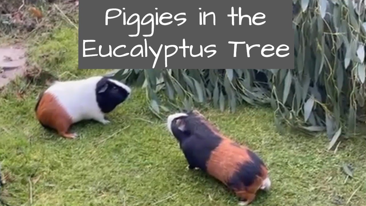 Guinea Pigs - Piggies in the Eucalyptus Tree - YouTube