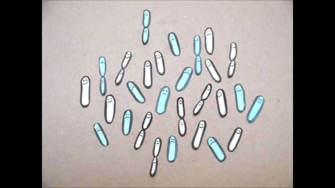 To Sporulate or Not to Sporulate/ Cell, July 9, 2015 (Vol. 162, Issue 2 ...