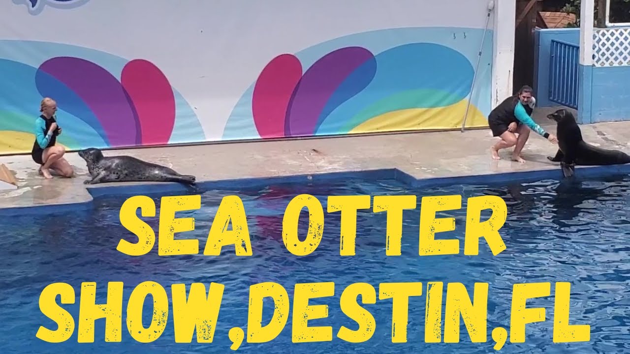 Sea otter show Gulf world,Destin,Florida. #SeaAnimals #seacreatures ...