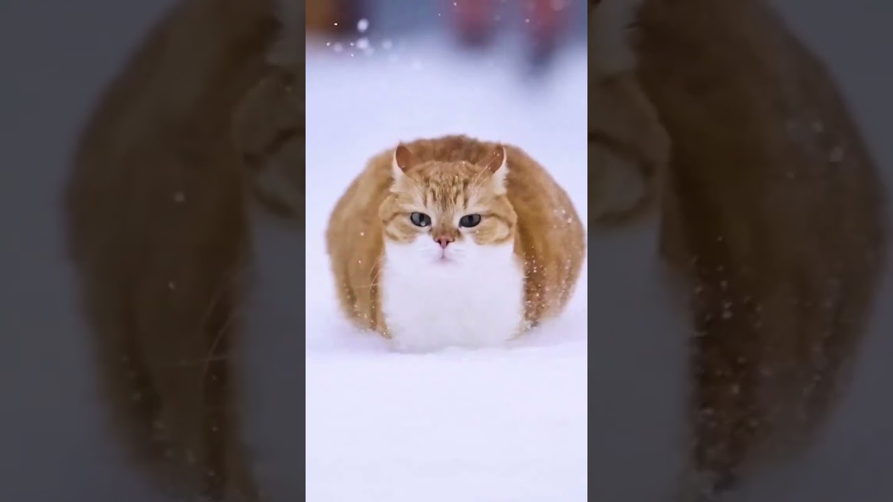 kucing mainan salju - YouTube