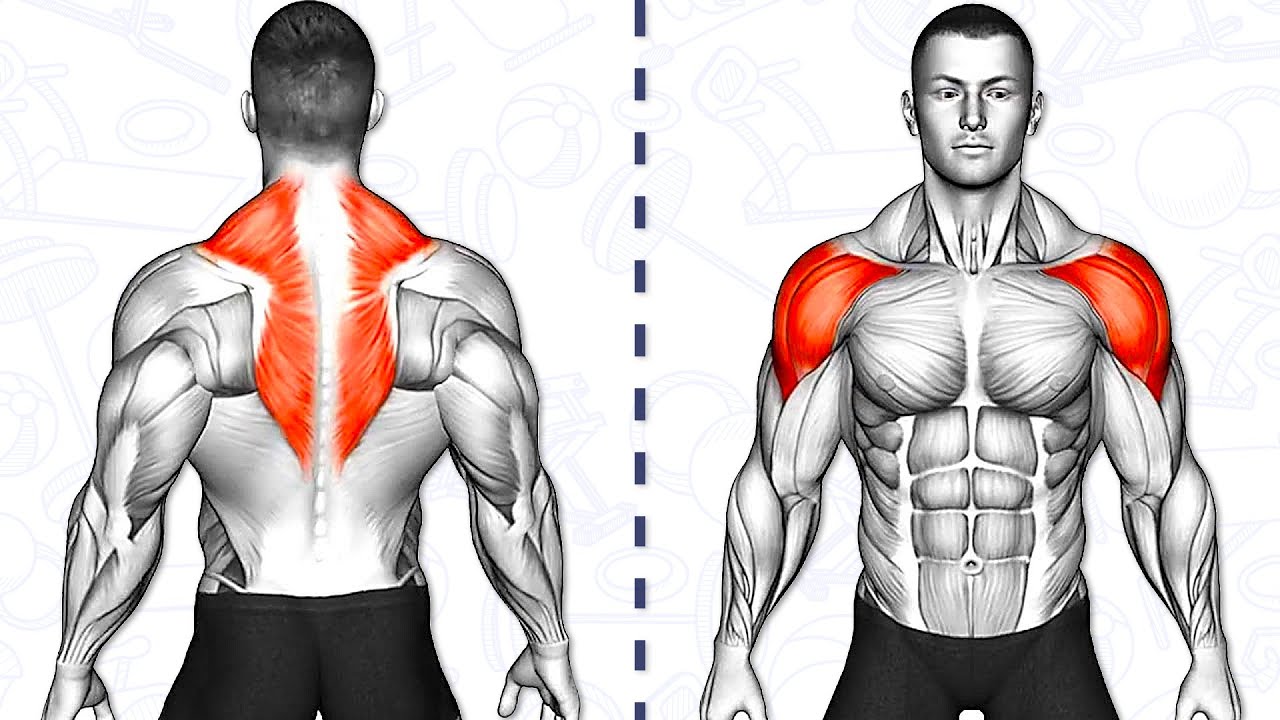 10 Best Shoulder and Back Exercises At Home - YouTube