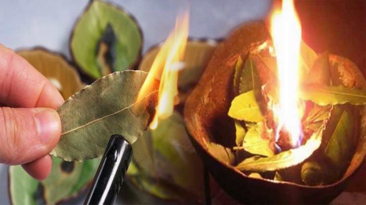 Digjni një gjethe dafine dhe shikoni se çfarë do të ndodhë brenda 10 ...