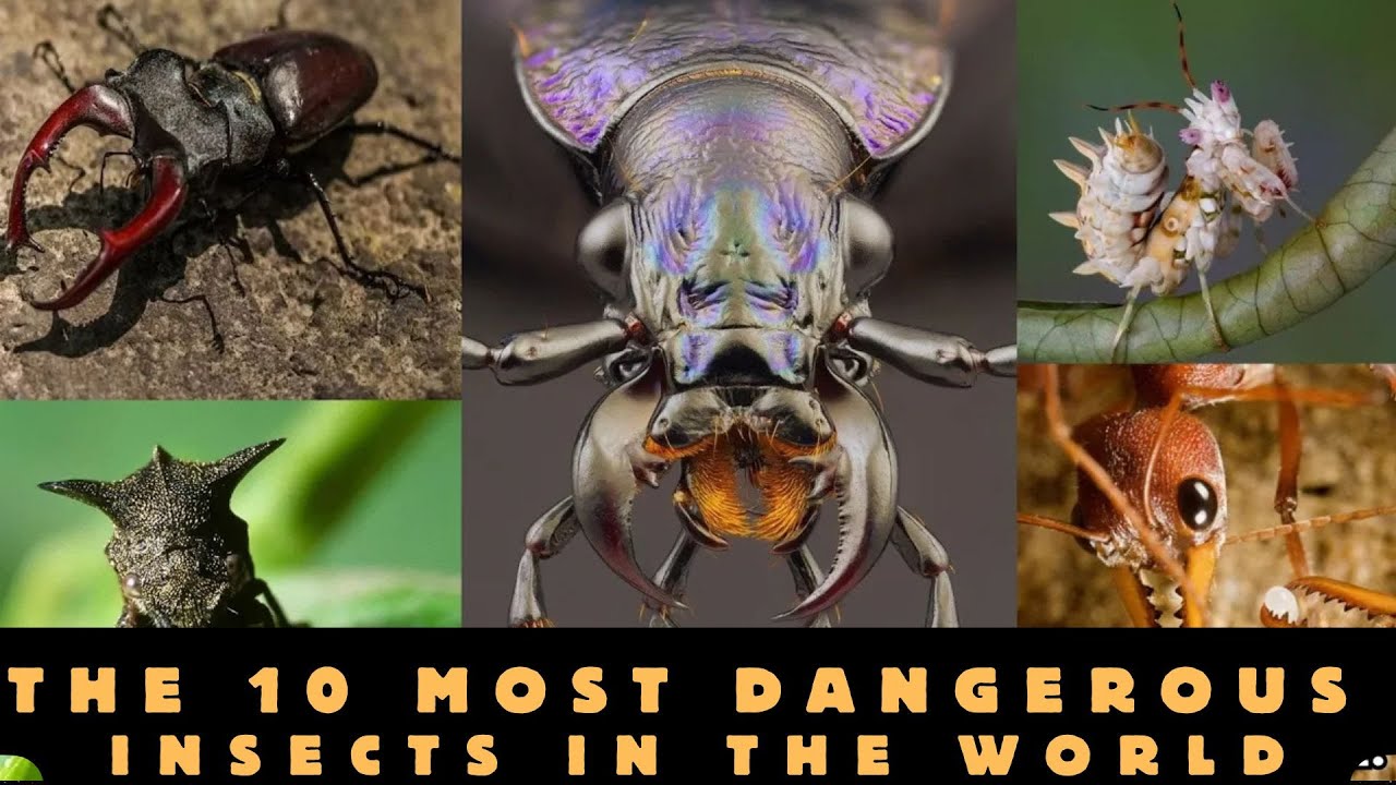 The 10 Most Dangerous Insects in the World - YouTube