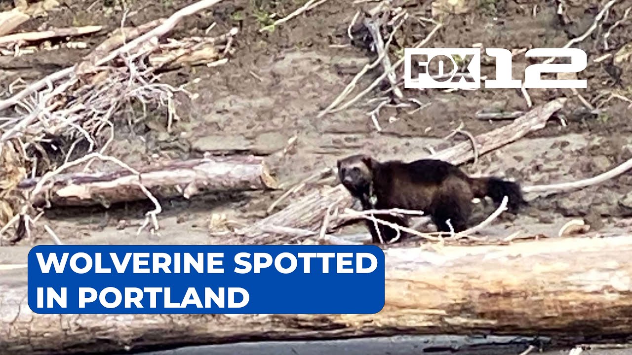 Rare wolverine spotted along Columbia River in Portland - YouTube