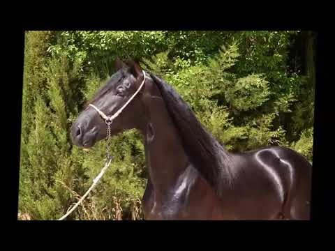 Ref.Black Candy piro free young stallion of Pura Raza Español excellent prospect for dressage
