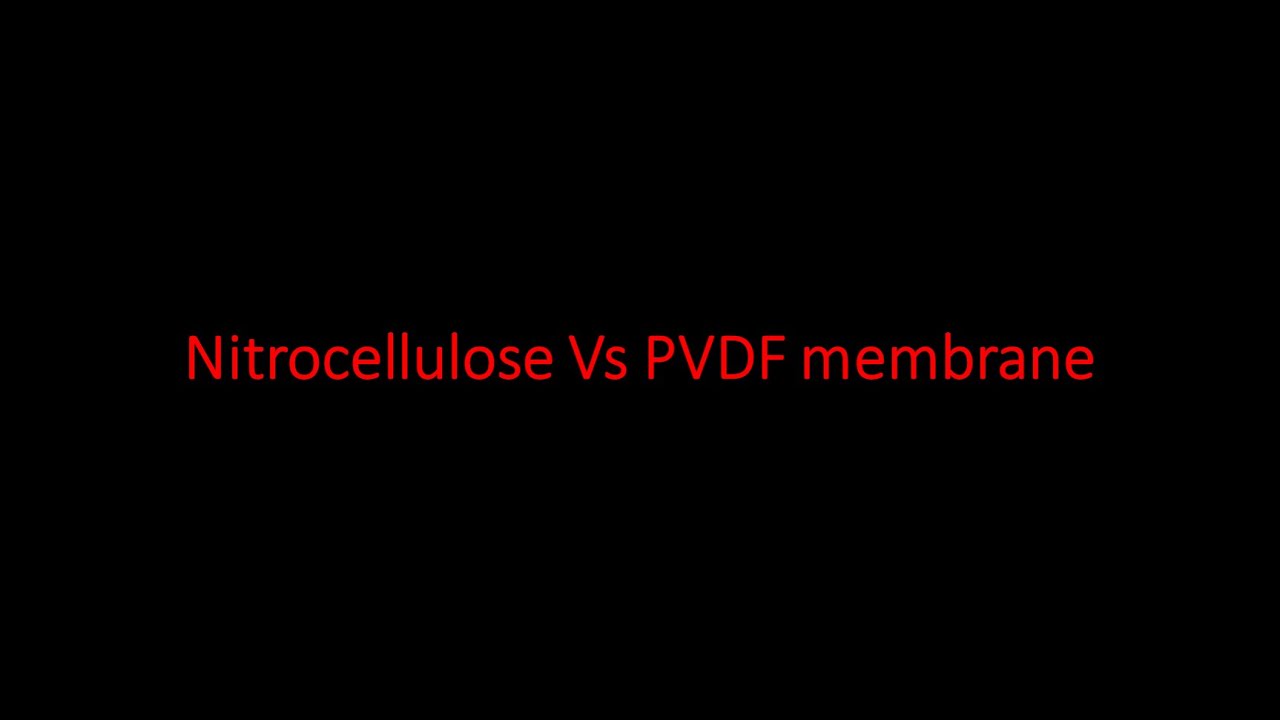 Nitrocellulose Vs PVDF membrane - YouTube