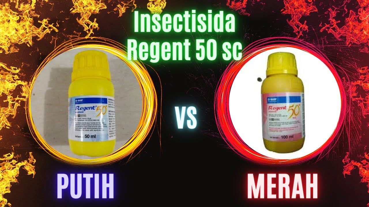 Strategi Ampuh Lawan Hama: Insectisida Regent 50SC Merah VS Biru ...