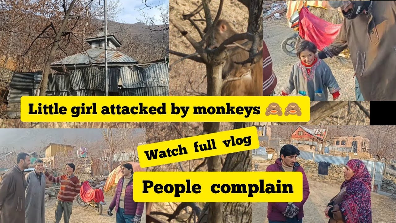 monkey attack on child and people at( baba saleh (ra)) people complain to wildlife /watch full ...