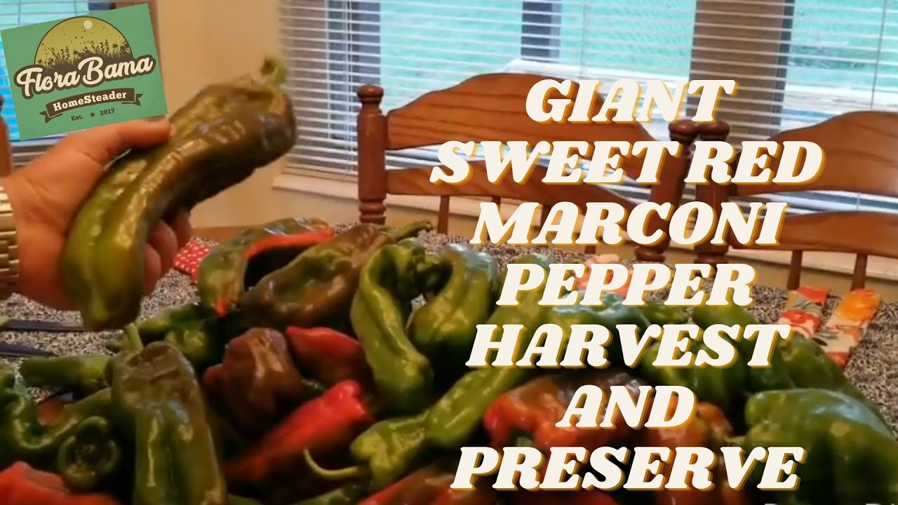 GIANT SWEET RED MARCONI PEPPERS HARVEST AND FREEZE! - YouTube