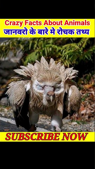 Crazy Facts About Animals 🐊🐎 | Amazing Facts | Random Facts | Mind ...