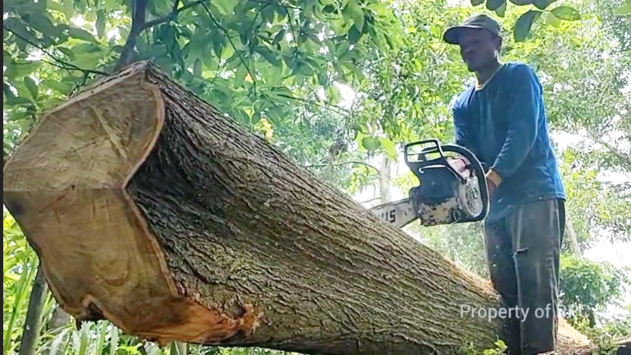 skills tercepat !! membelah kayu besar dengan gergaji mesin stihl ms381 ...