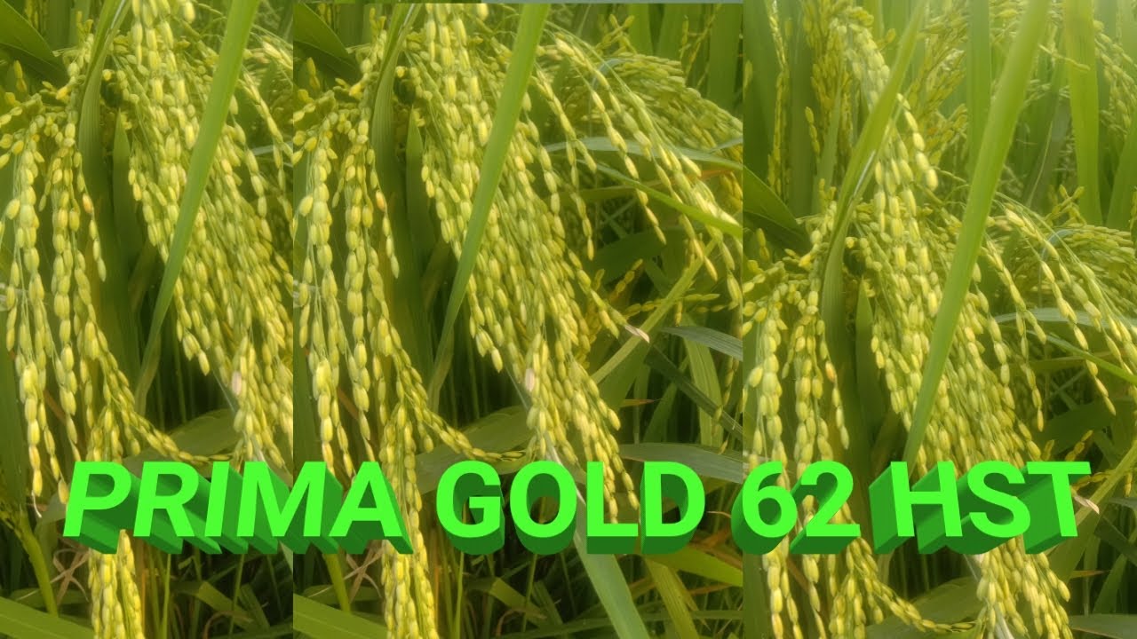 PADI AROMATIK PRIMA GOLD TERBARU USIA 62 HST JOOOS - YouTube