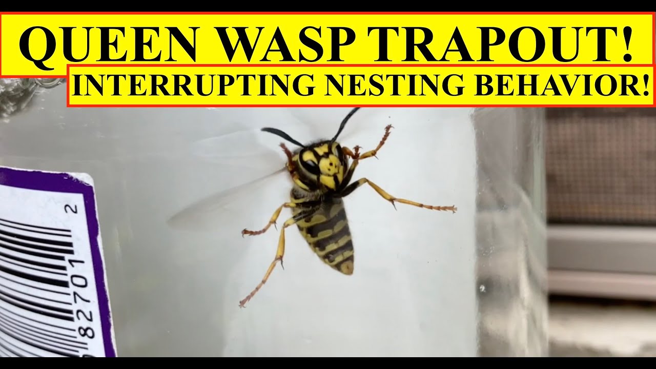 QUEEN WASP TRAP OUT - CAPTURING YELLOWJACKET QUEEN BEFORE SHE CAN ...