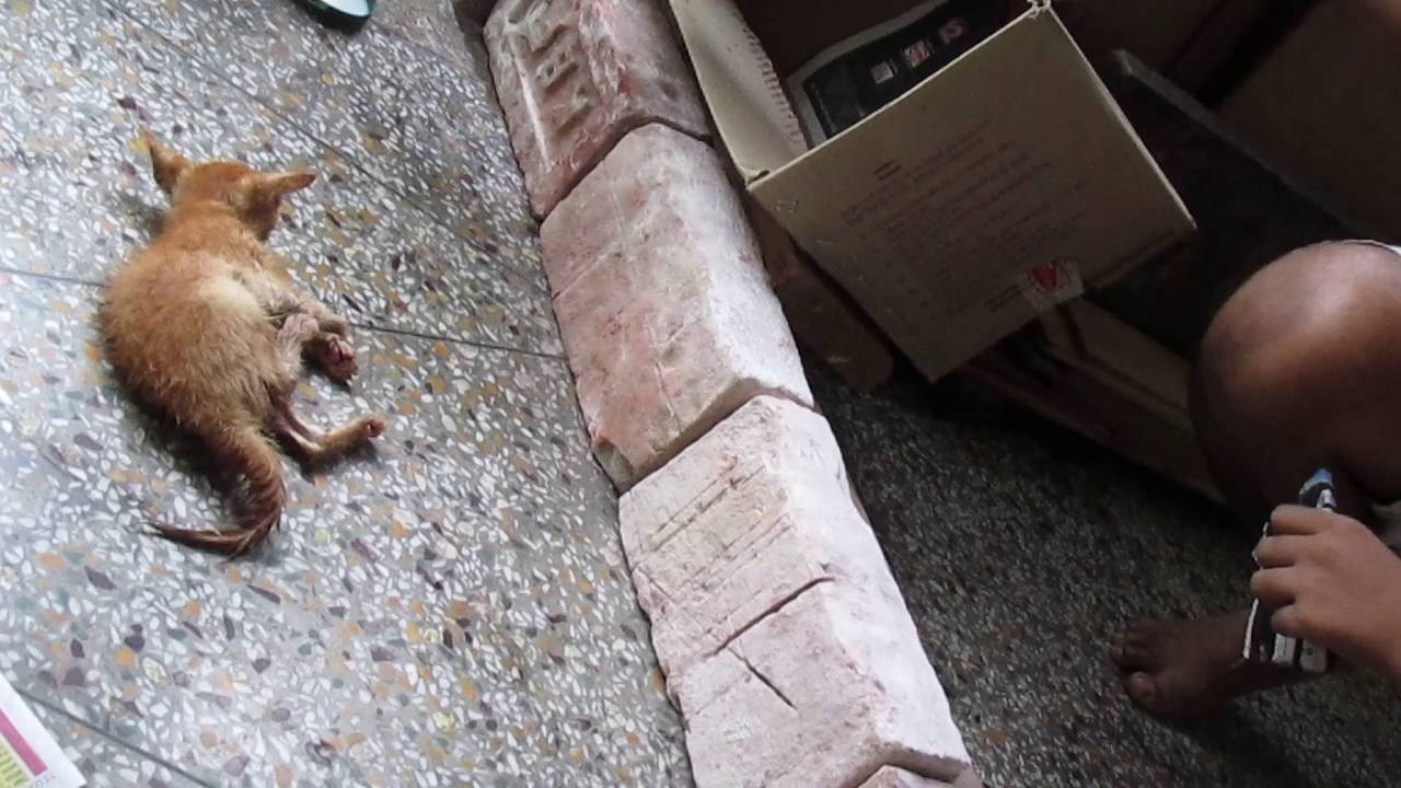 kitten badly suffering from Epilepsy - YouTube