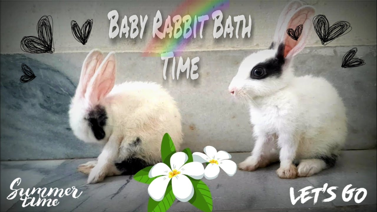 Baby Rabbit Bath Time - YouTube