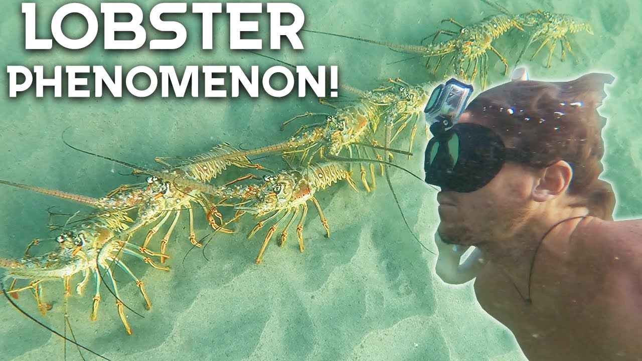MOST INCREDIBLE OCEAN MOMENT! How to Catch LOBSTER Clean and Cook - YouTube