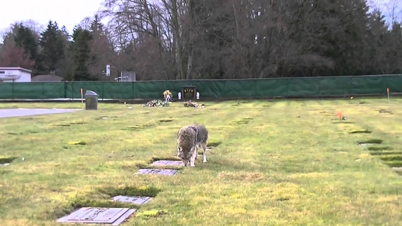 Coyote circles cameraman : attack strategy - YouTube