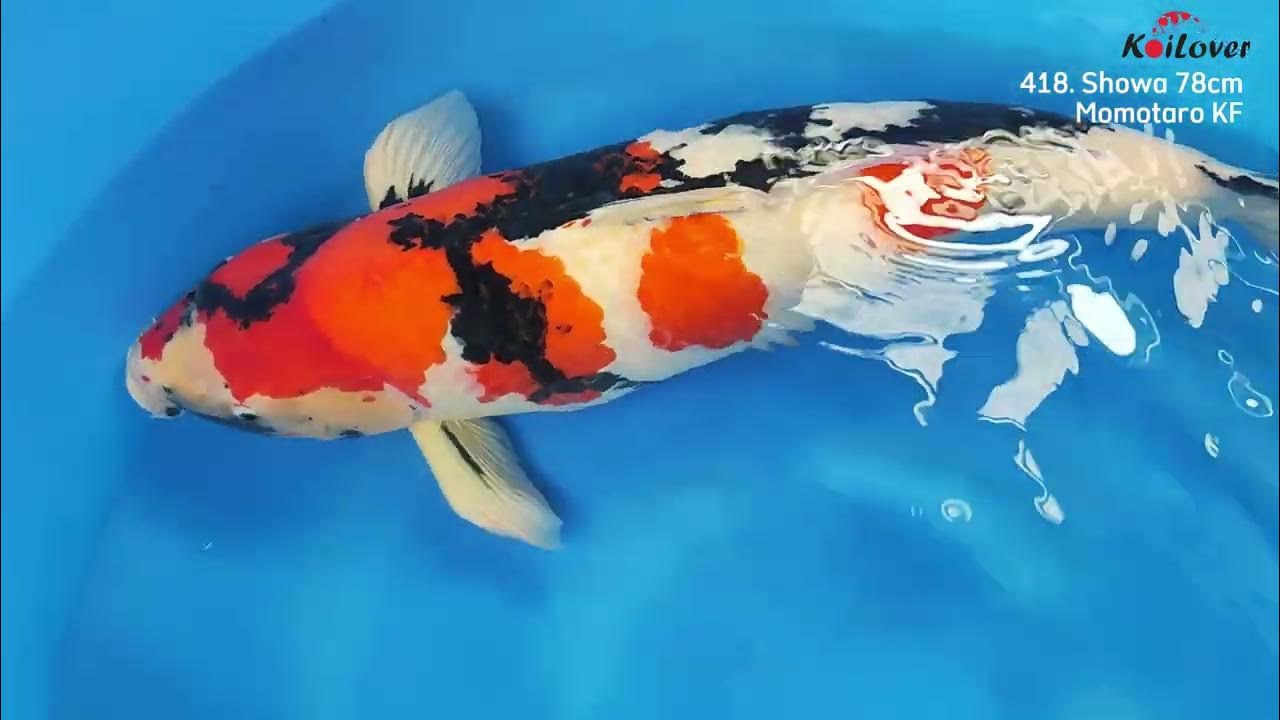 Showa 418 size 78cm_Mở bán cá koi Nhật đẹp mùa thu 2024 - YouTube