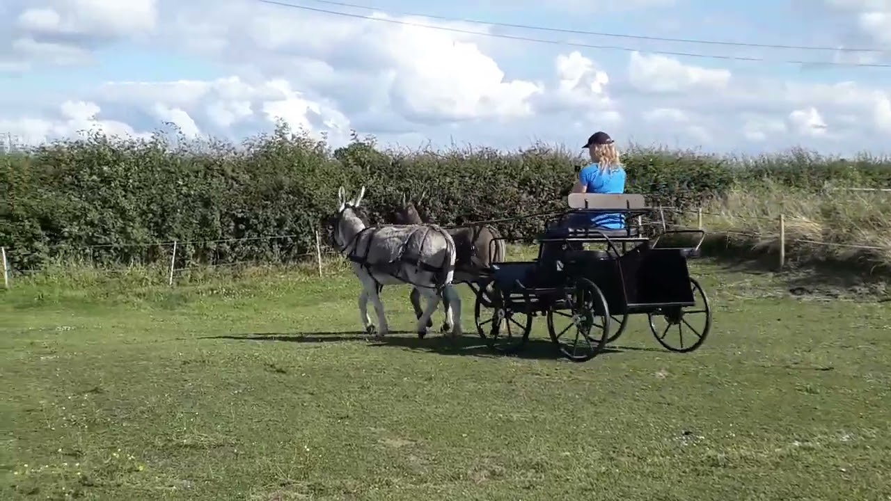 Two novice carriage driving donkeys training together on a beautiful ...