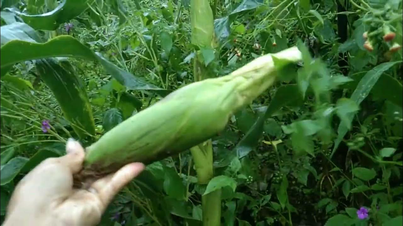 hnub no peb niam wb mus ntais pob kwb - YouTube