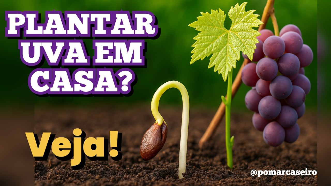 Como Plantar UVA em Casa De Forma SIMPLES e FÁCIL - YouTube