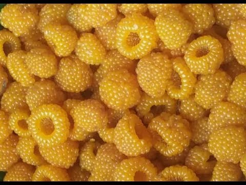 Aiselu Pakyo ऐसेलु पाक्यो बनै बसायो -मुख मेरो अति धेरै रसायो - YouTube