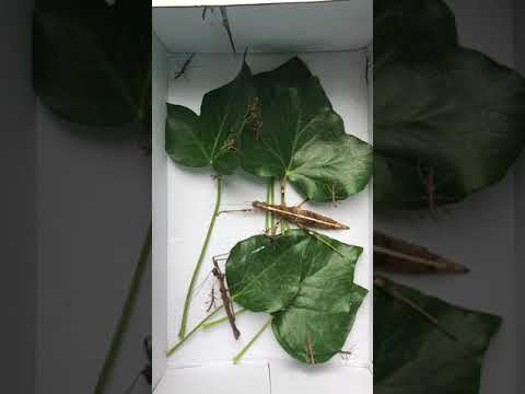 15 (!) Sunny Stick Insect hatchlings. Sungay Stick Bug (Sungaya ...