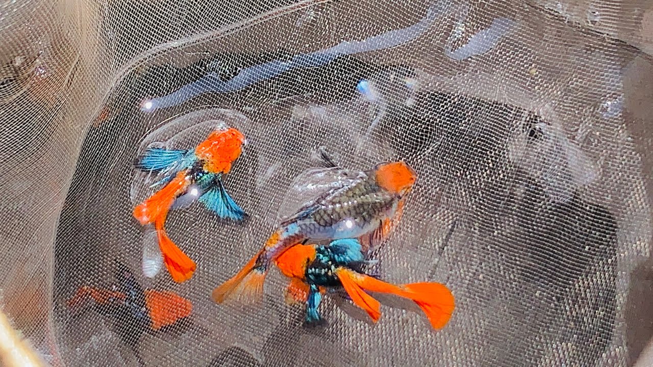 Cập nhật các dòng Guppy Top View Vip | chia sẻ kinh nghiệm nuôi cá bảy ...