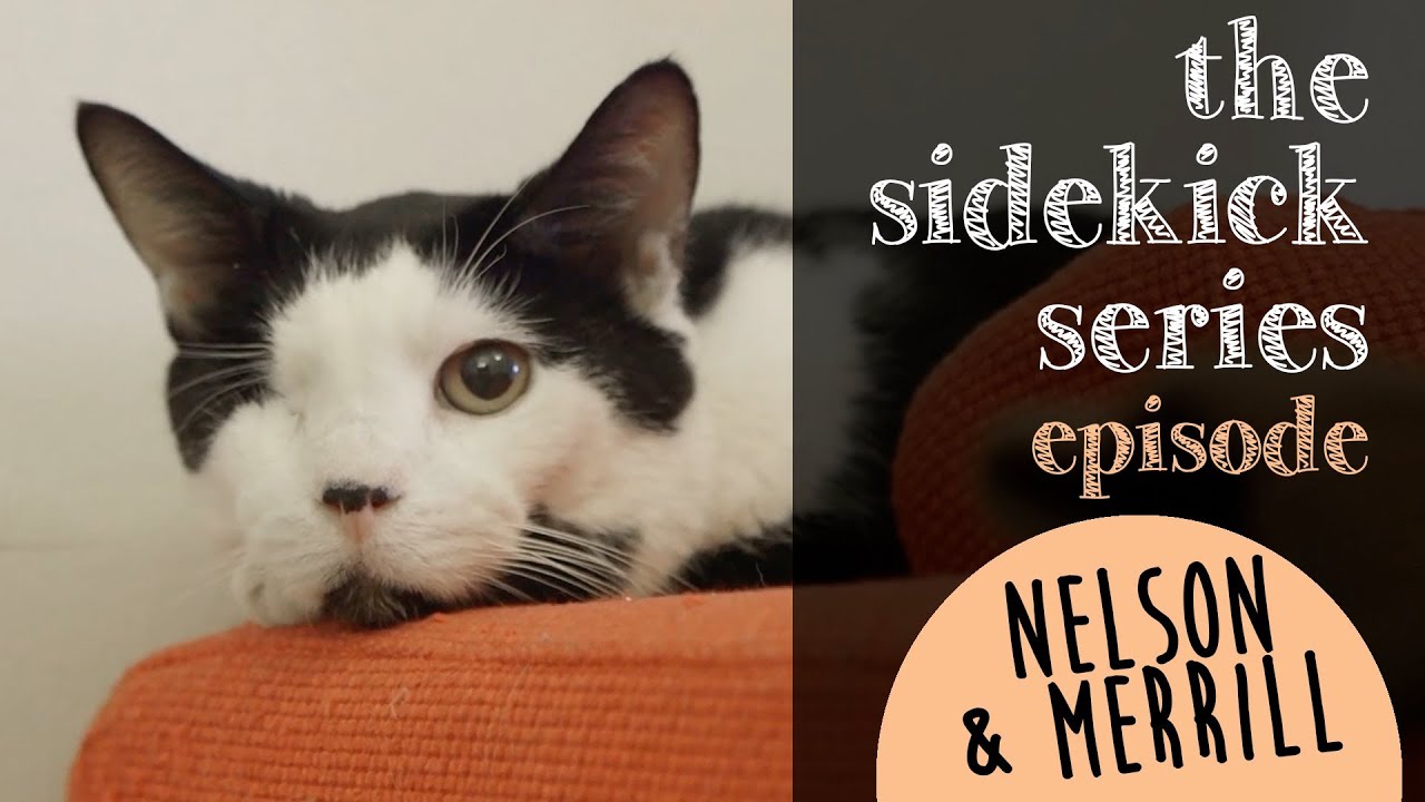 Episode 9: Nelson the pirate cat & his human Merrill - YouTube