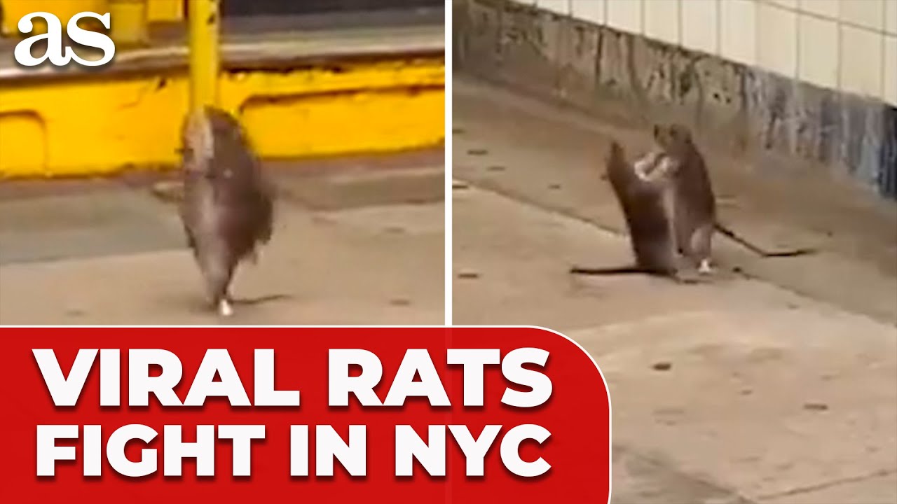 NYC SUBWAY turns into RAT WARZONE in viral fight - YouTube