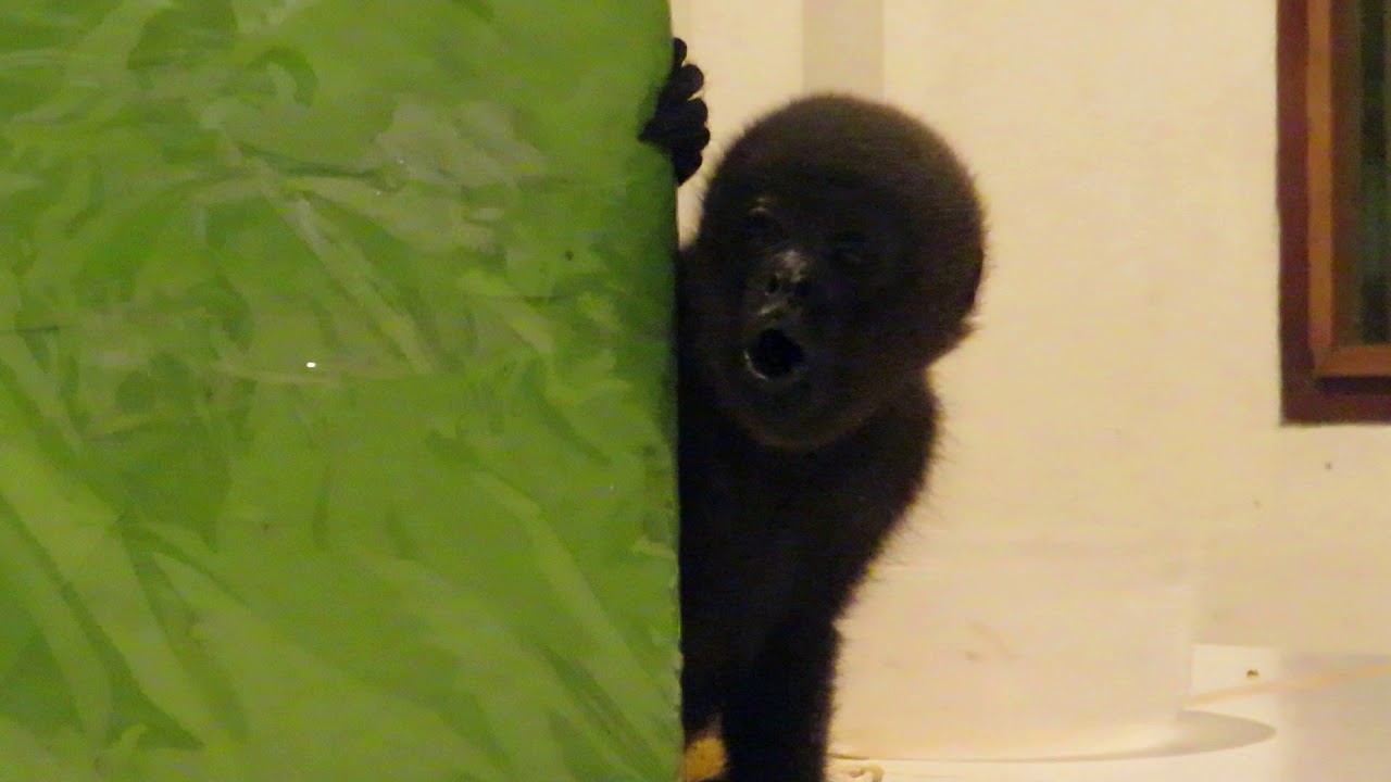 Special baby Woolly Monkey calling - YouTube