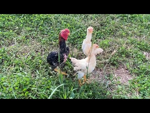【Ko Shamo】My new beautiful Ko Shamo hens #koshamo #bantam #小軍鶏 - YouTube