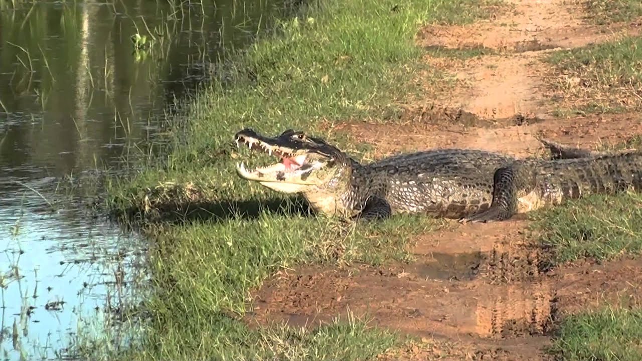 Yacare caiman basking in the pantanal - YouTube