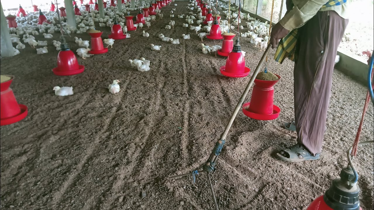 Home made litter raking poultry farm manual macine// keshab poultry ...