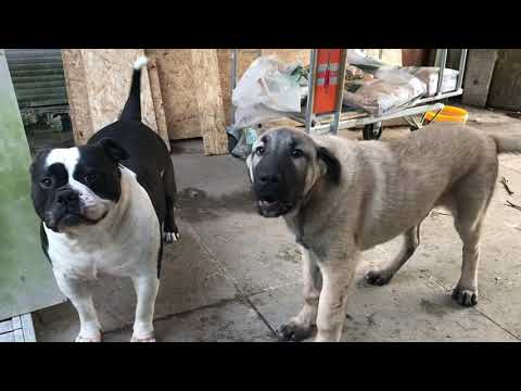 Kangal 5 aylik Cesur bizim