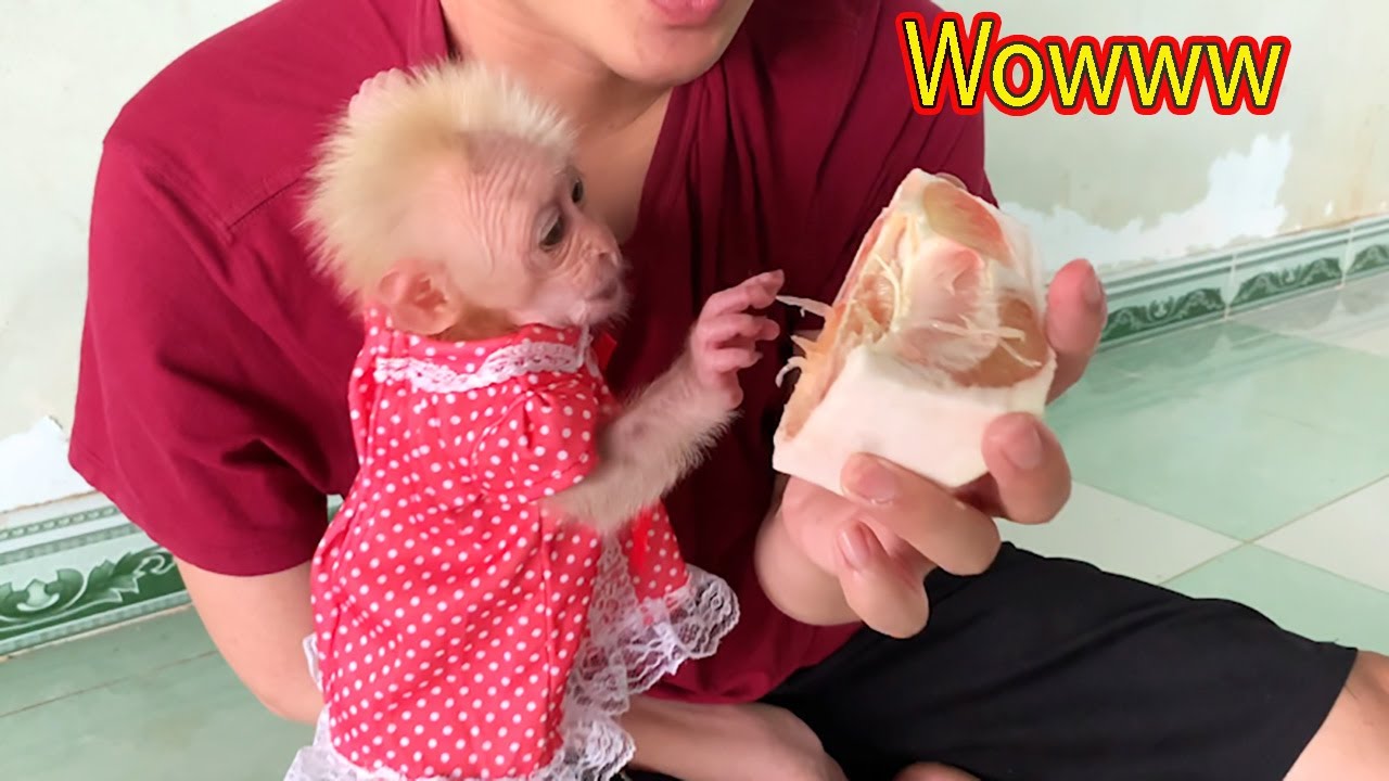 The first meal of baby monkey Rosi when moving to the new home - MONKEY ...
