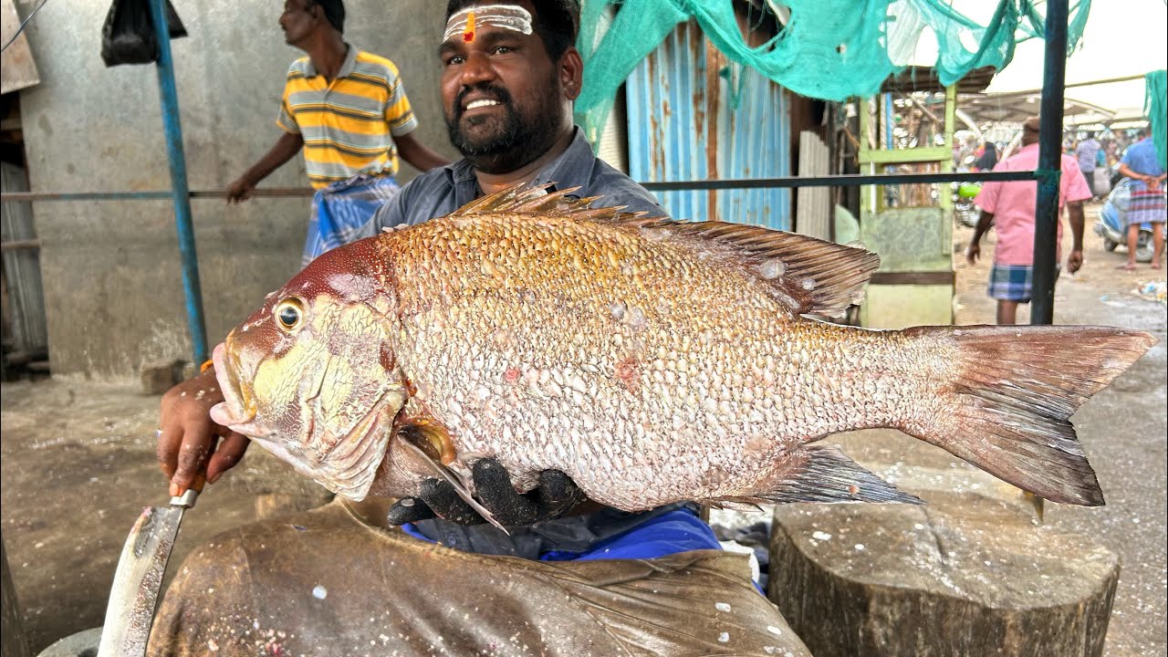 5KG KORALI 🐟 FISH | KASIMEDU GOVIND FISH CUTTING SKILLS 🔪🔪 # ...