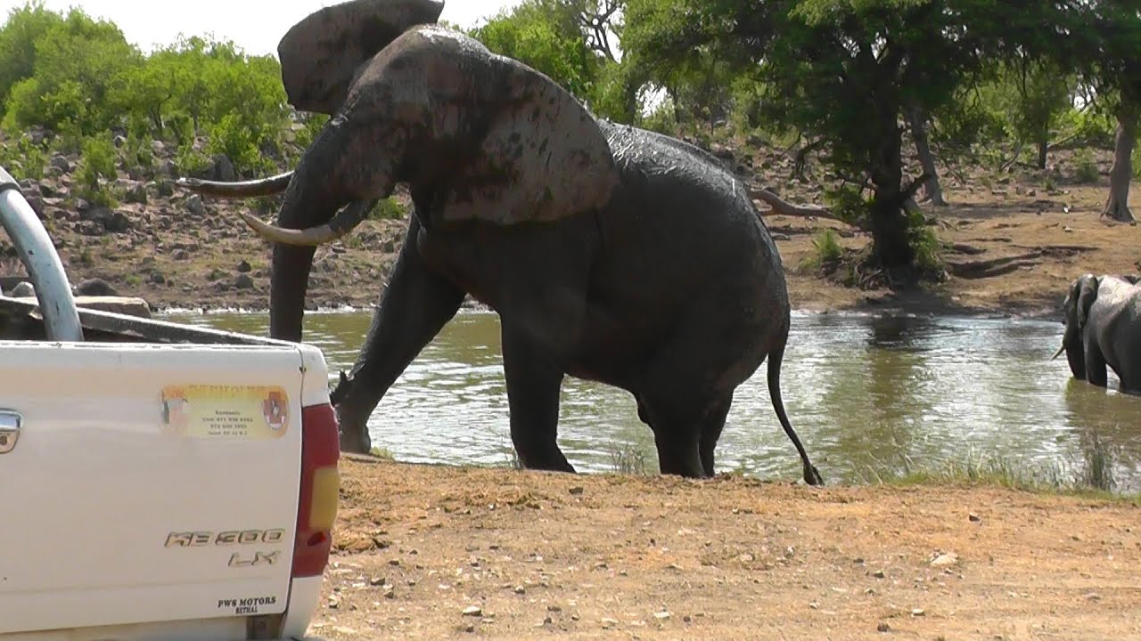 SOUTH AFRICA elephant threatening car at Klopperfontein, Kruger park ...