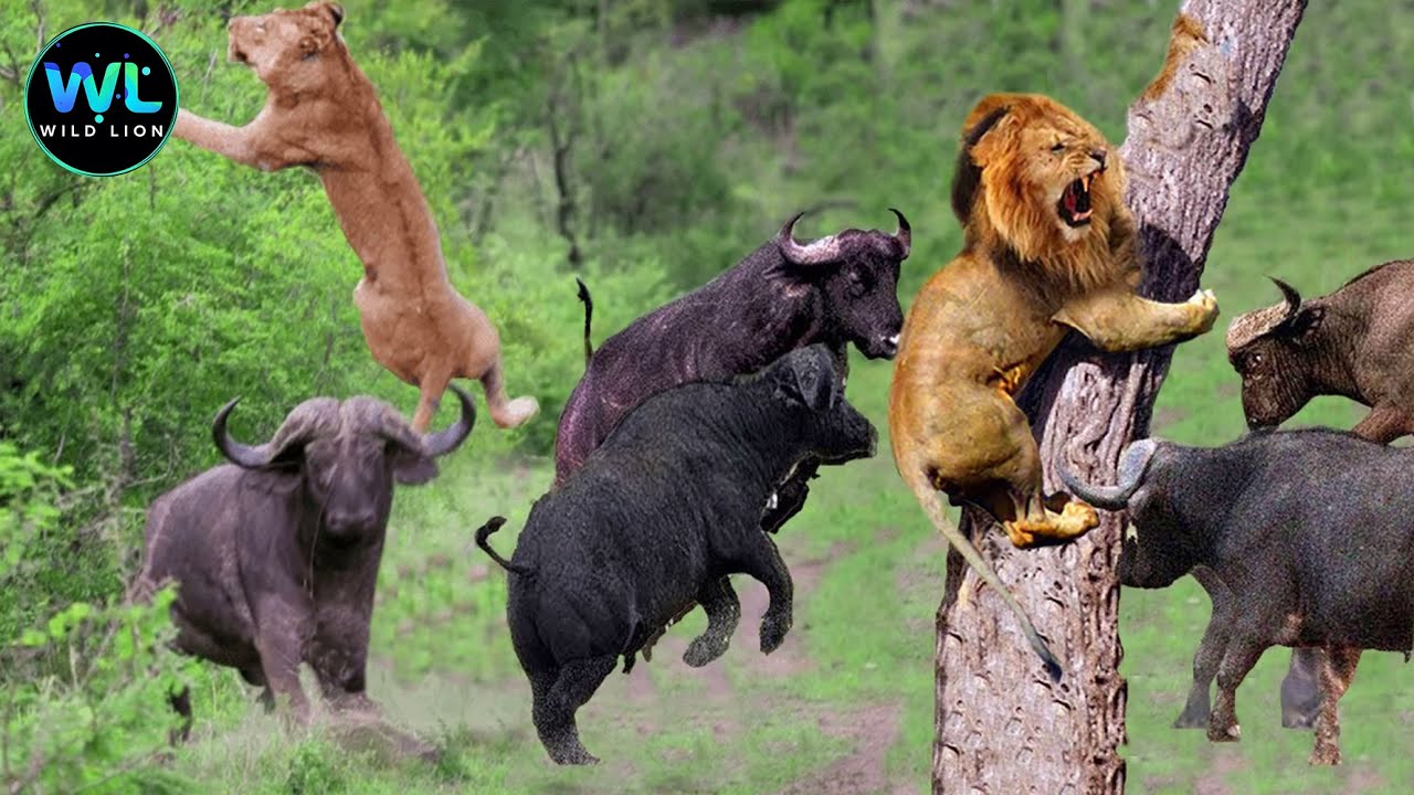 Wild Buffalo | Survival Journey Against Relentless Predators | Animals ...